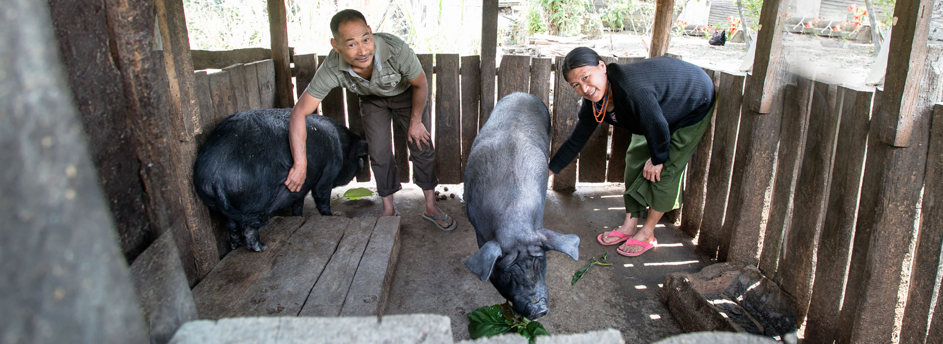 Piggery Enterprise Development
