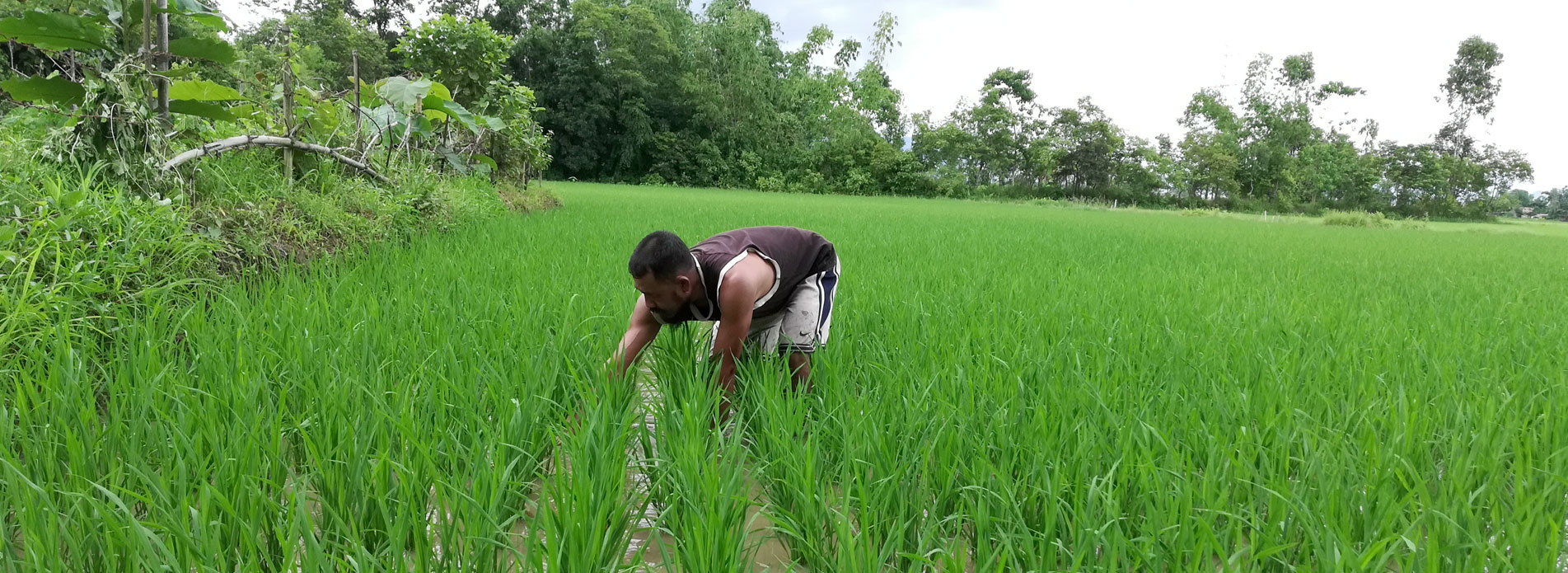 System of Rice Intensification Initiative - Tata Trusts